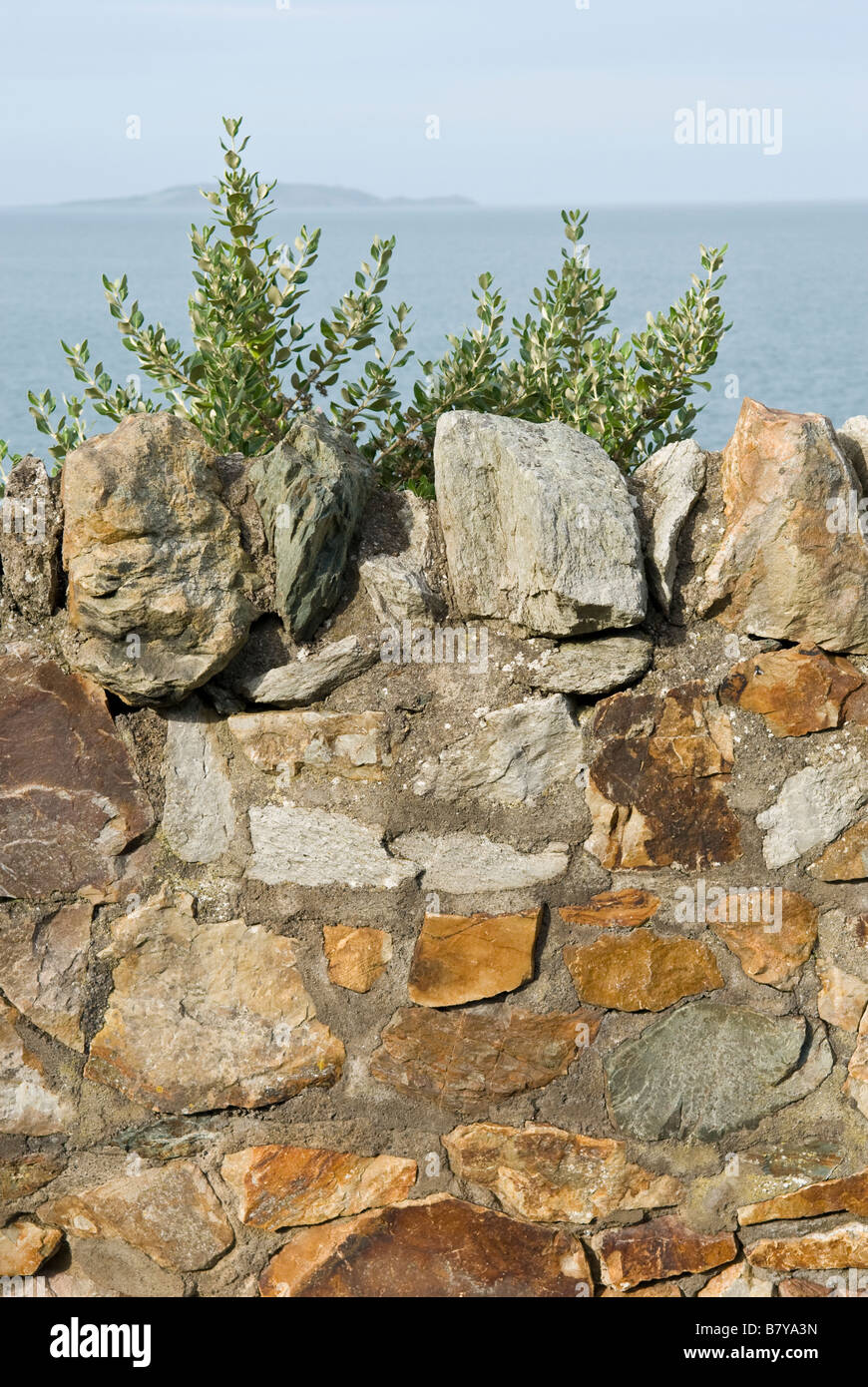 Stonewalls with vegetation, Howth Peninsula, Dublin Ireland, August ...