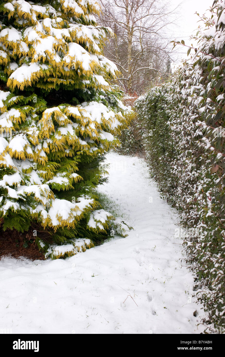 Evergreen Hedge With Snow High Resolution Stock Photography and Images ...