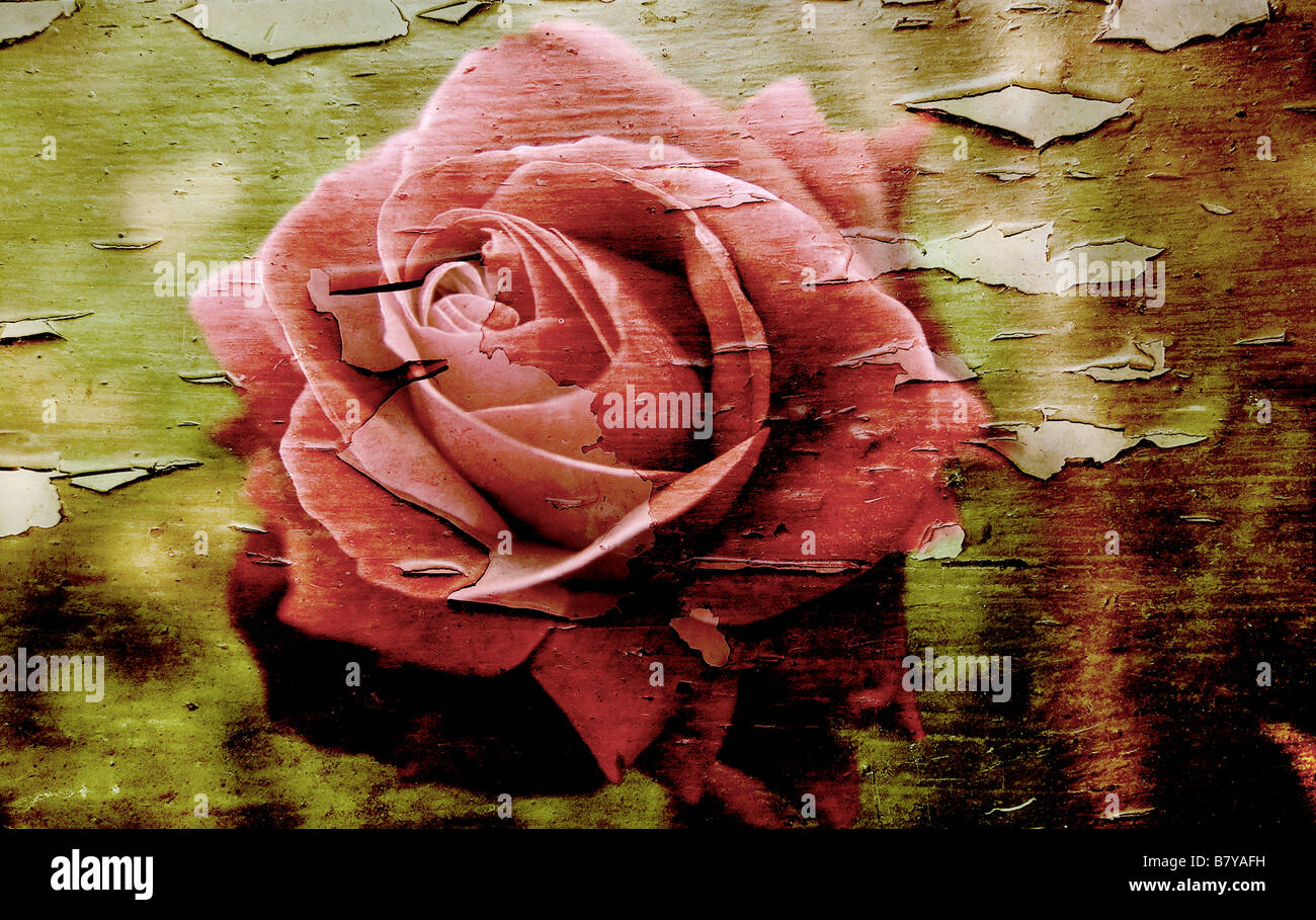 Old photo of a rose on a peeling grunge textured background Stock Photo ...