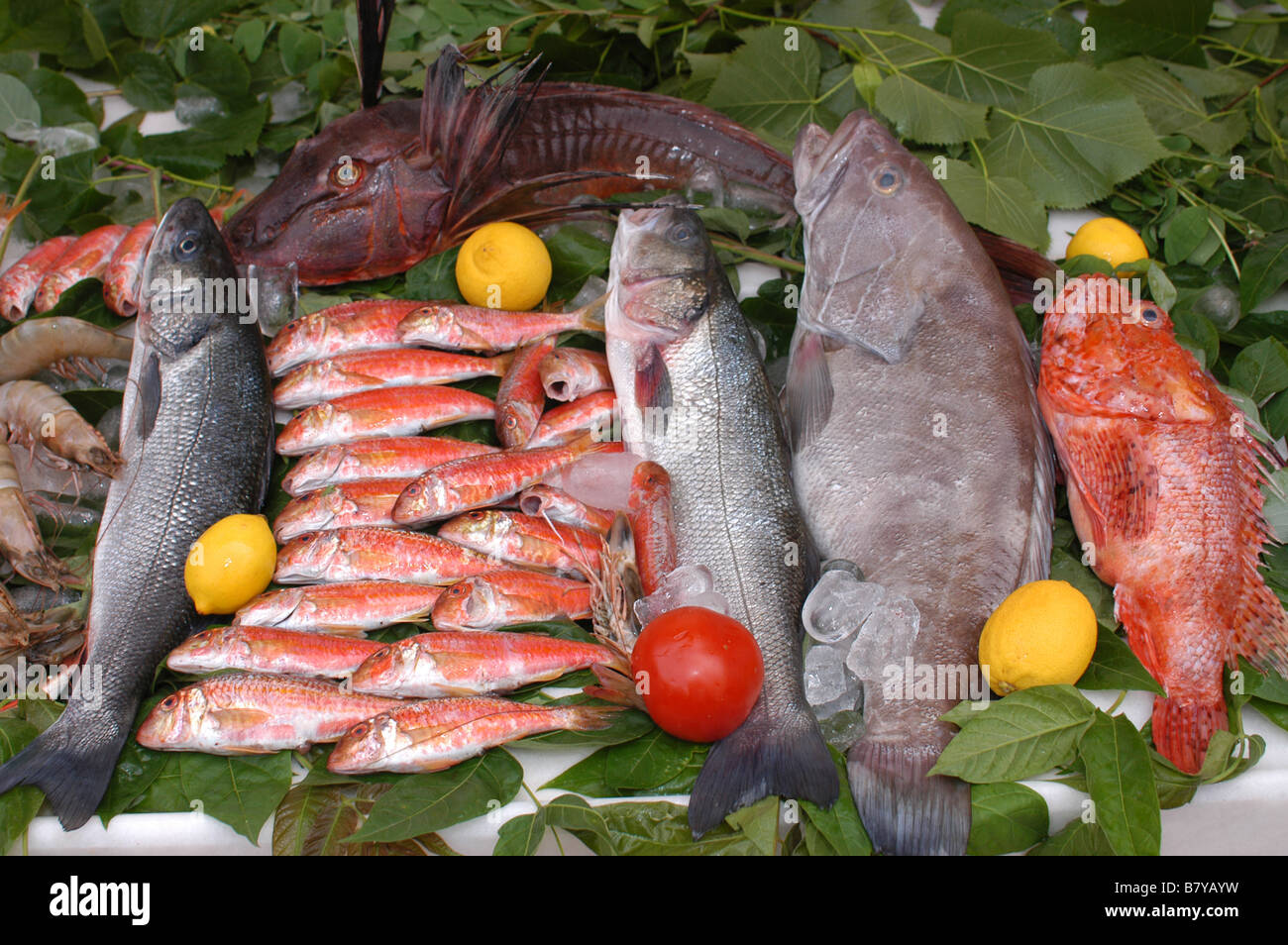 All kind of fish hi-res stock photography and images - Alamy