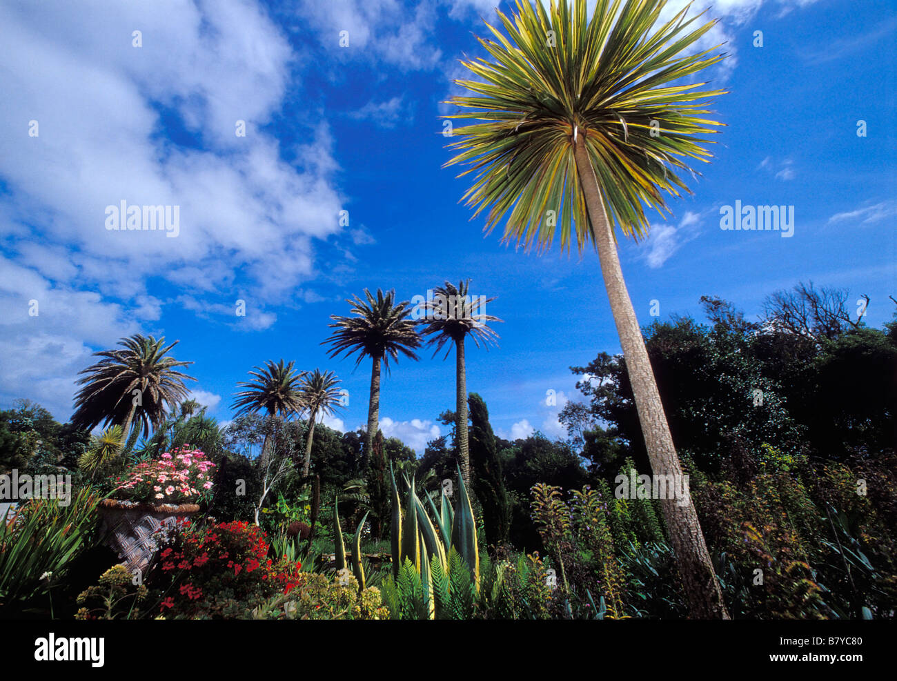 Abbey Garden Founded by Augustus Smith in 1834 Tresco Isles of Scilly ...