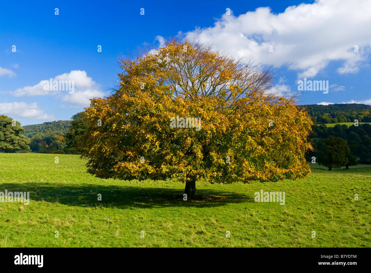 Autumn leaves on a tree standing in a field with blue sky and green ...