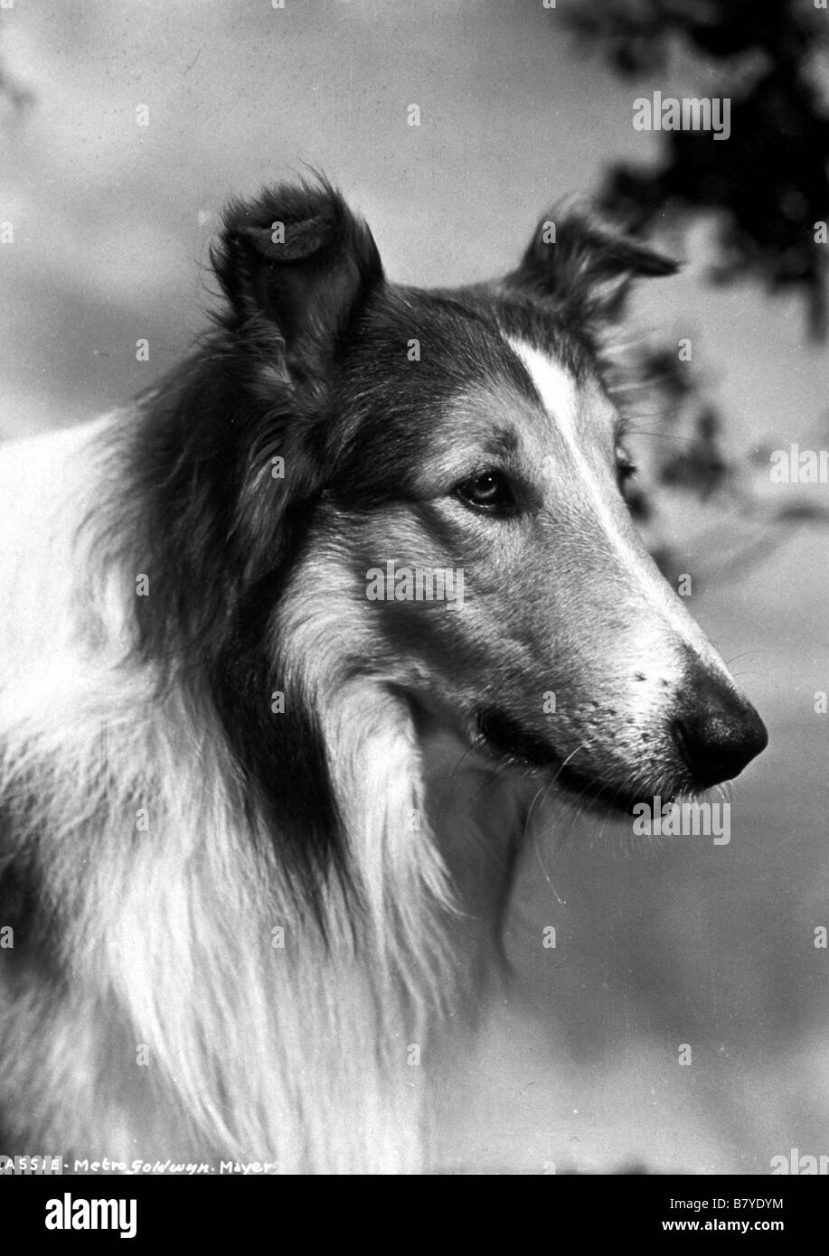 Lassie dog hi-res stock photography and images - Alamy