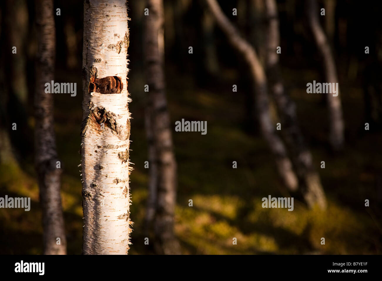 Silver birch tree trunk hi-res stock photography and images - Alamy