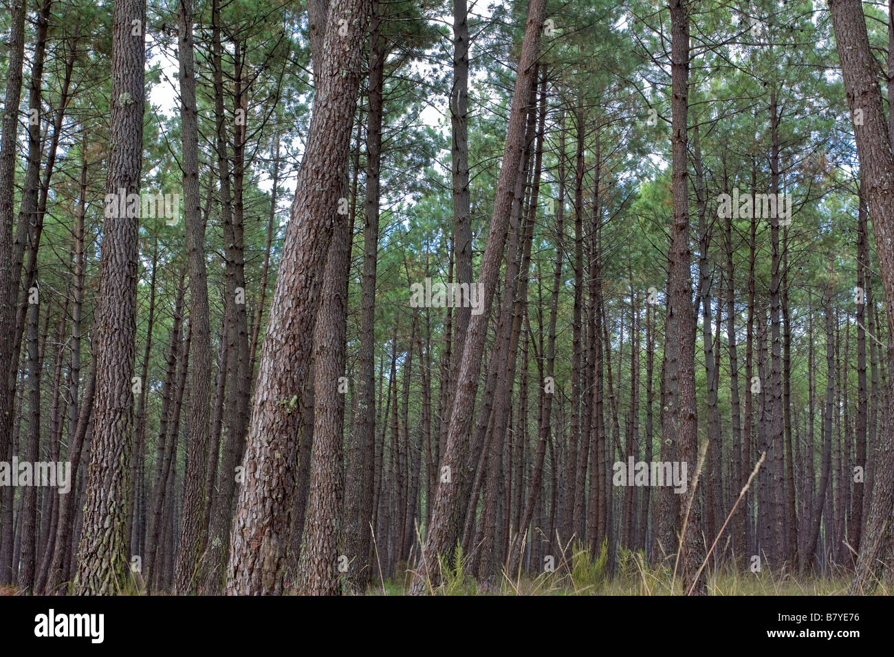 Pine trees forest Horizontal shot Color image Stock Photo - Alamy