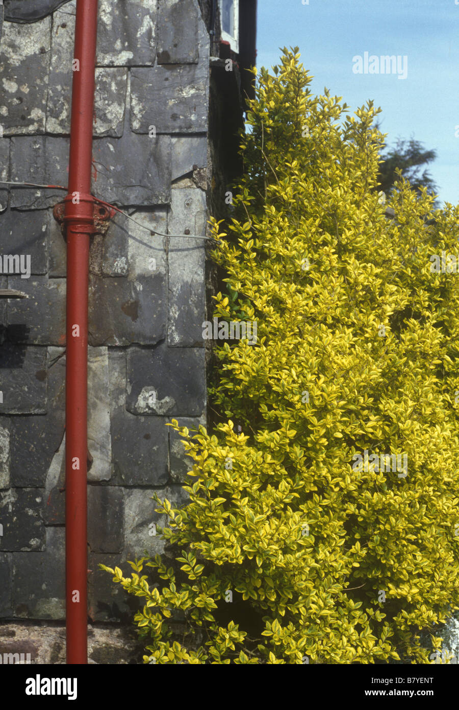 detail of slate cladding on corner of house or cottage in north Devon ...