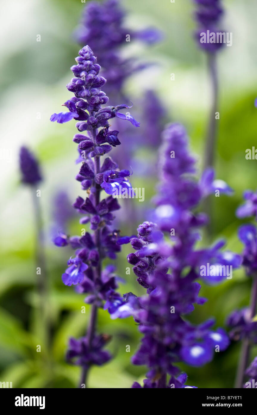 Sprig of flowers hi-res stock photography and images - Alamy