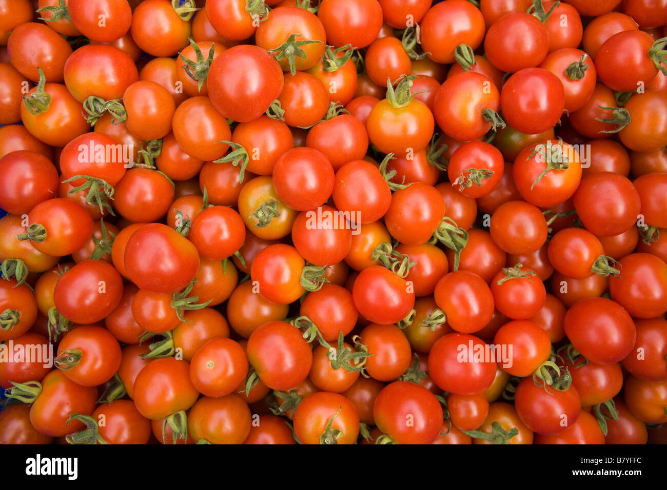 Poly tunnel tomatoes hi-res stock photography and images - Alamy