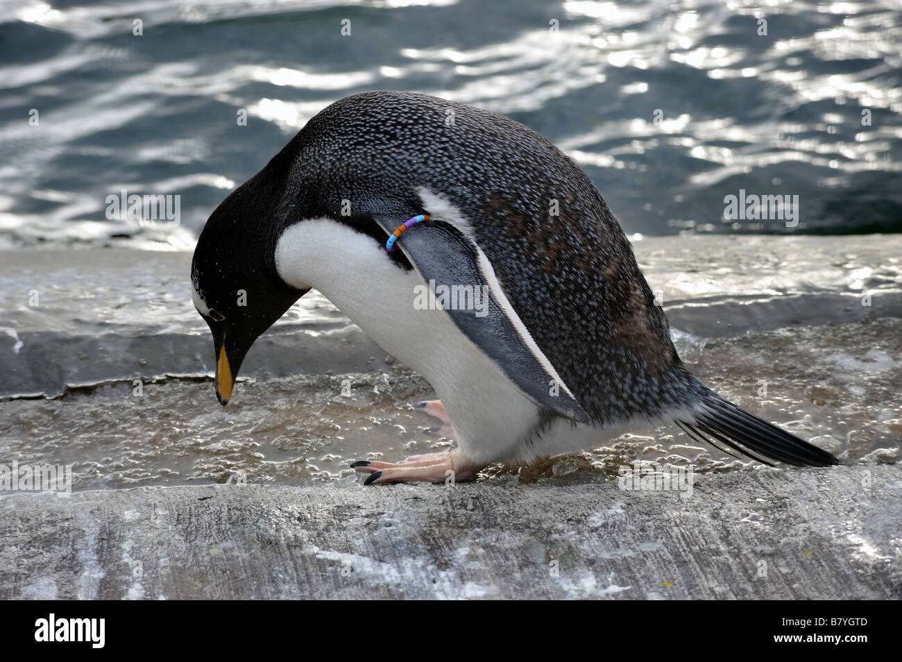 Pengiun hi-res stock photography and images - Alamy