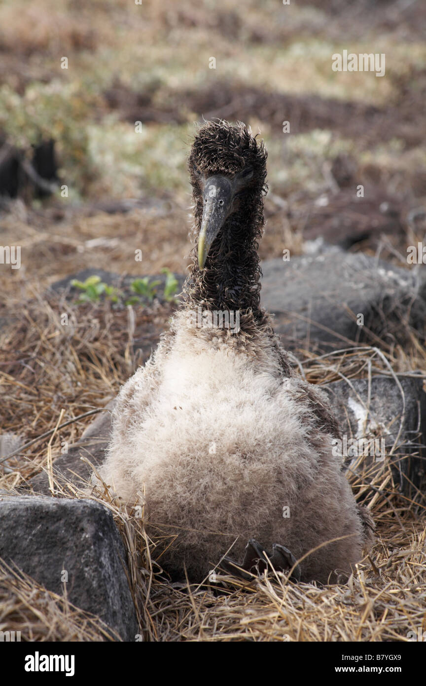 Albatross babies hi-res stock photography and images - Alamy