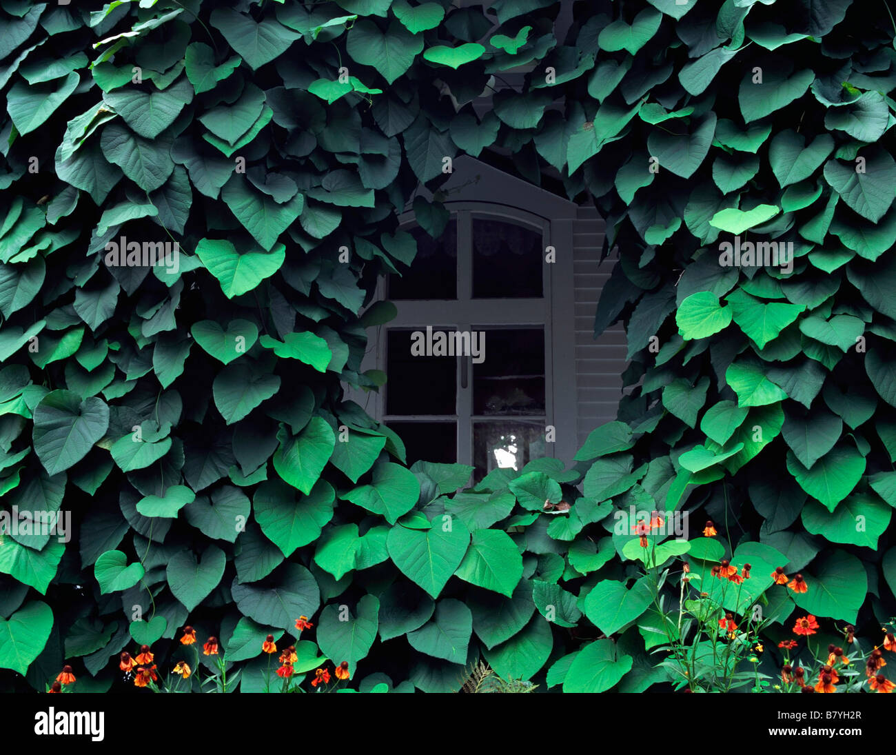 Ivy covered window Stock Photo - Alamy