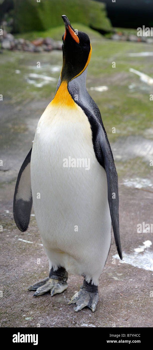Penguin standing upright Stock Photo - Alamy