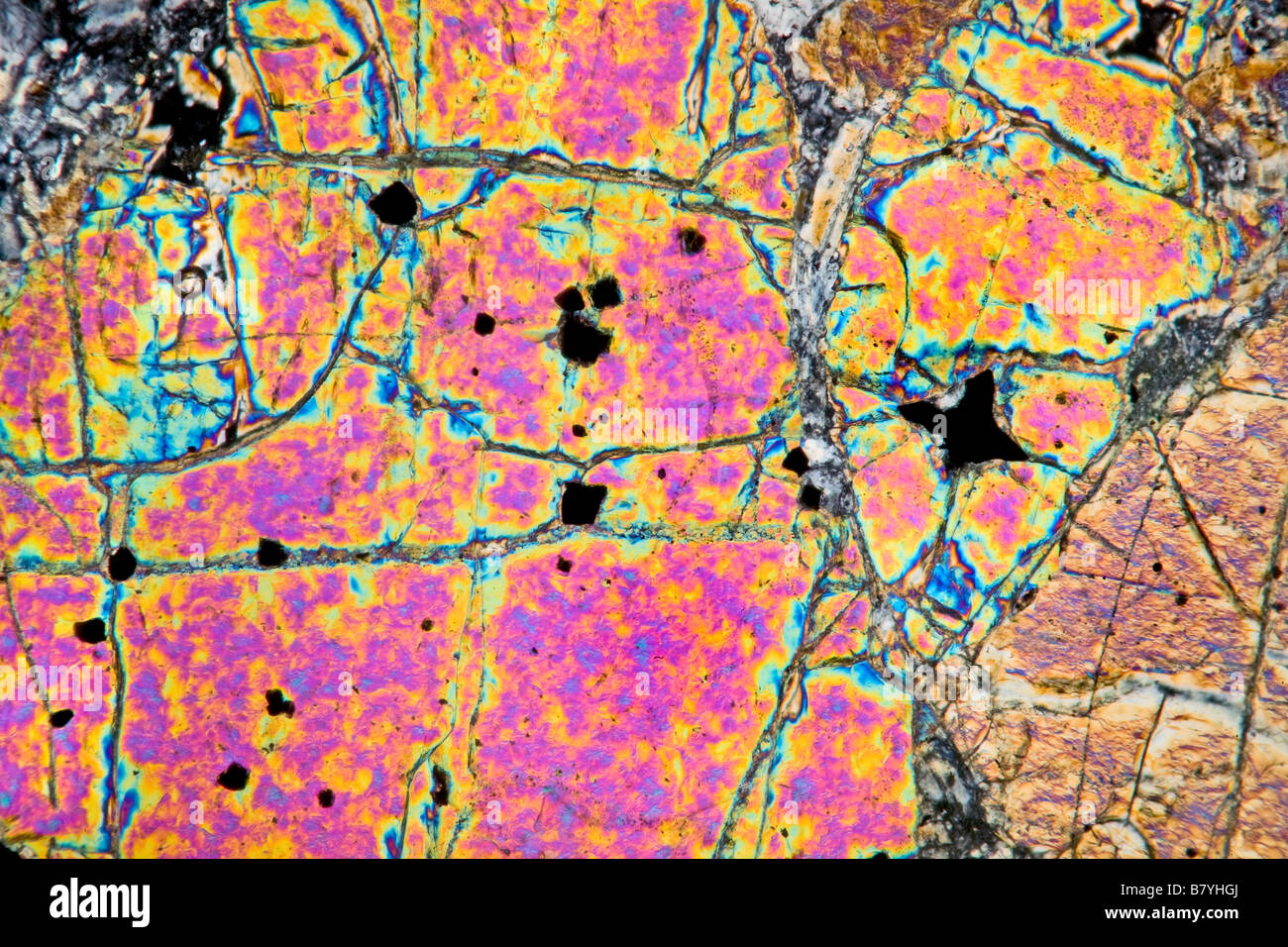 Picrite photomicrograph slide section viewed by cross polarized ...