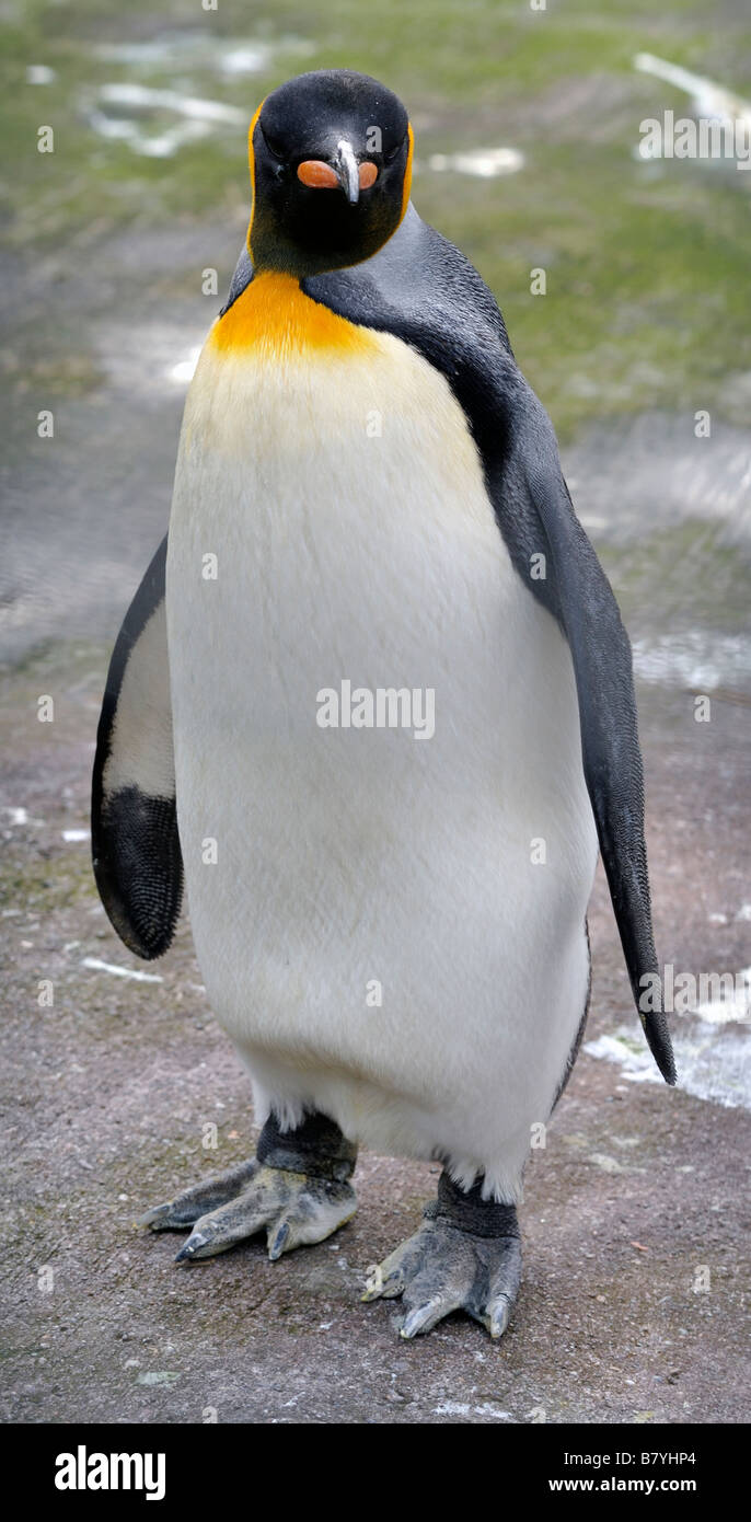 Penguin standing upright Stock Photo - Alamy