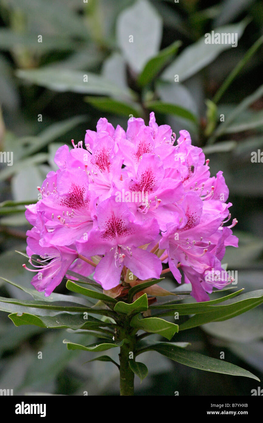 Pink single rhododendron Stock Photo - Alamy