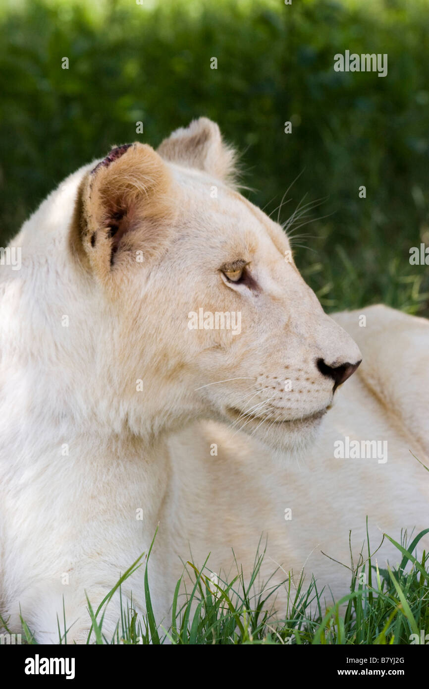 White Lioness High Resolution Stock Photography and Images - Alamy