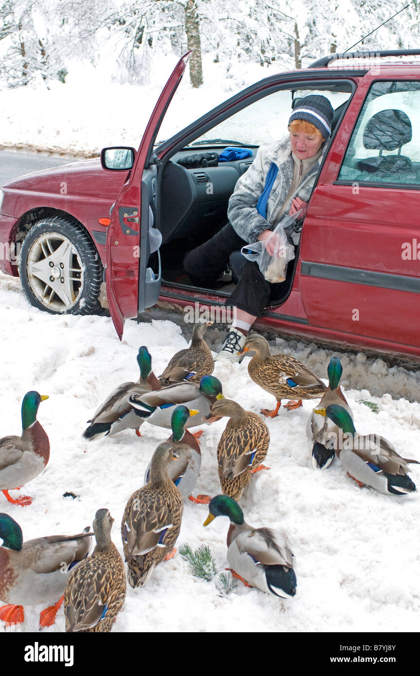 Which breeds throughout the temperate sub tropical areas of north ...