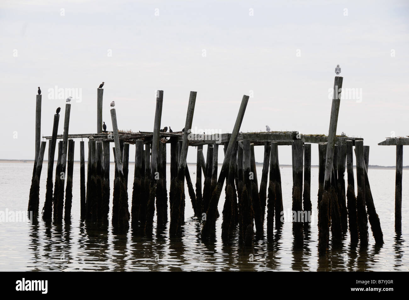 Seagulls on Old Jetty, Cape Cod Stock Photo - Alamy
