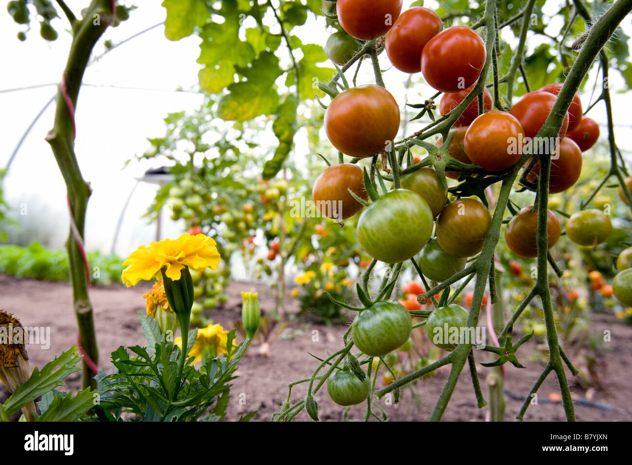 Polytunnel Tomato Stock Photos & Polytunnel Tomato Stock Images - Alamy