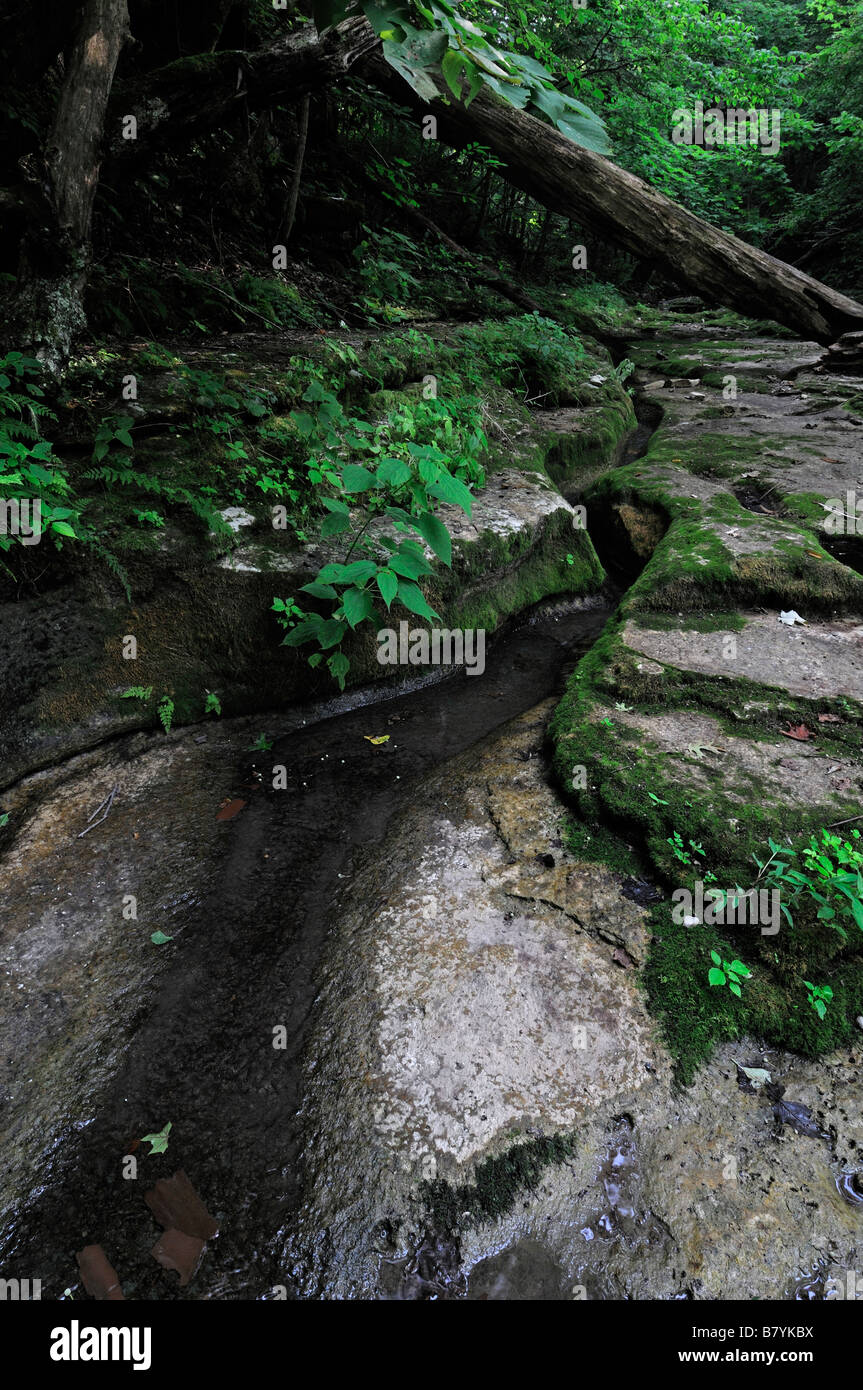 stream creek carved carve channel path Clifty Wilderness Red River ...
