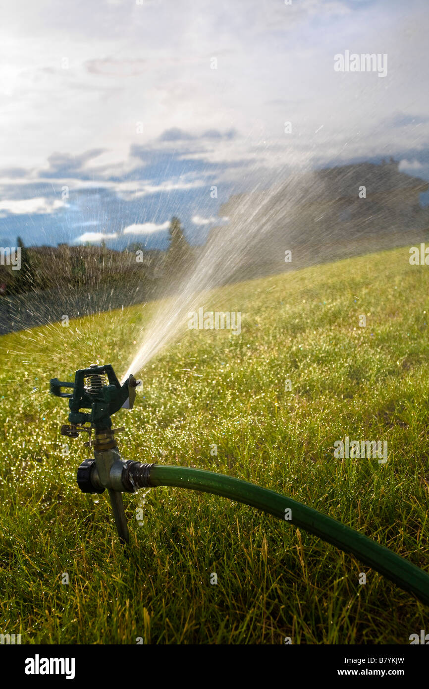 Sprinkler watering the lawn Stock Photo - Alamy