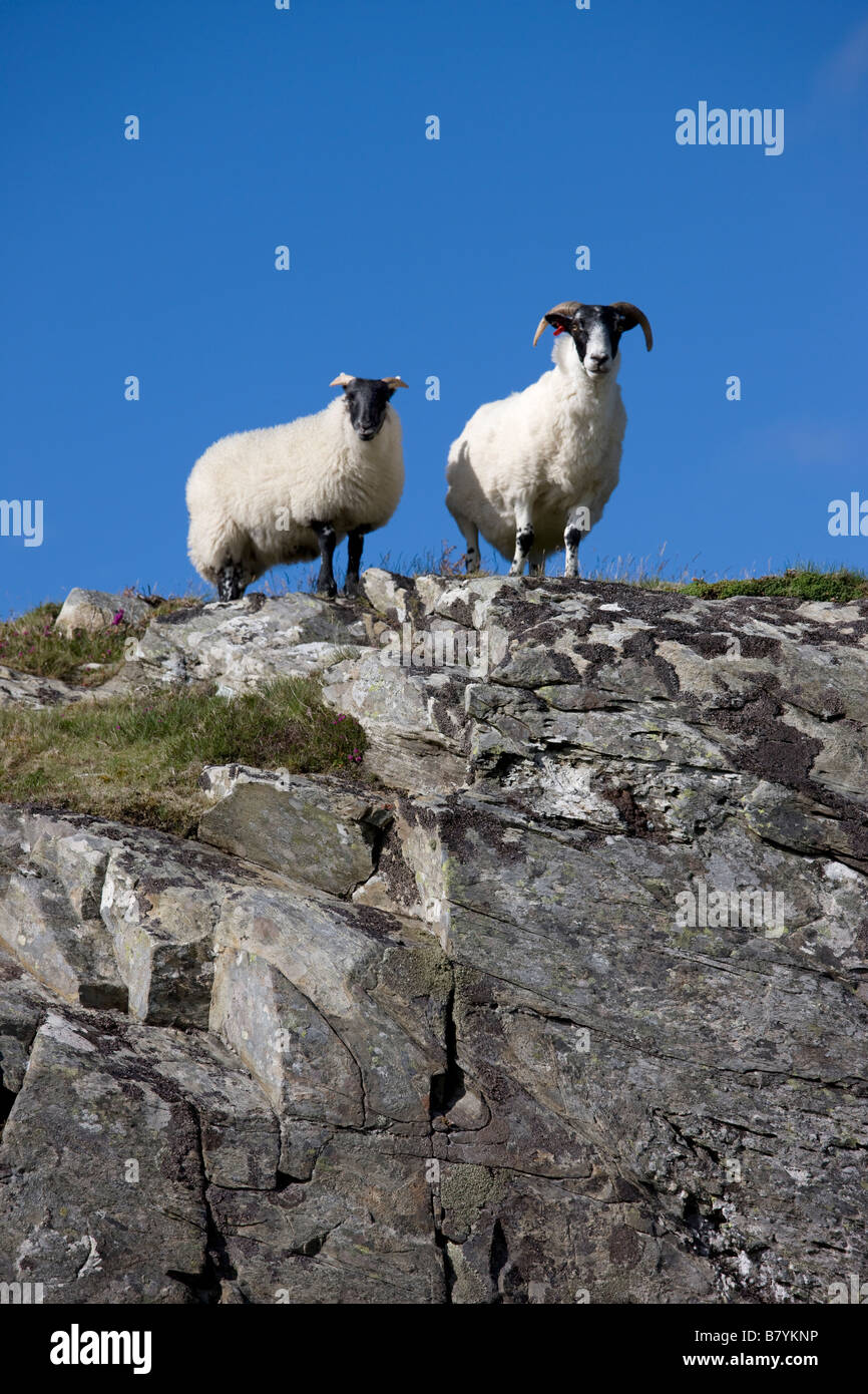 Sheep on rocks hi-res stock photography and images - Alamy