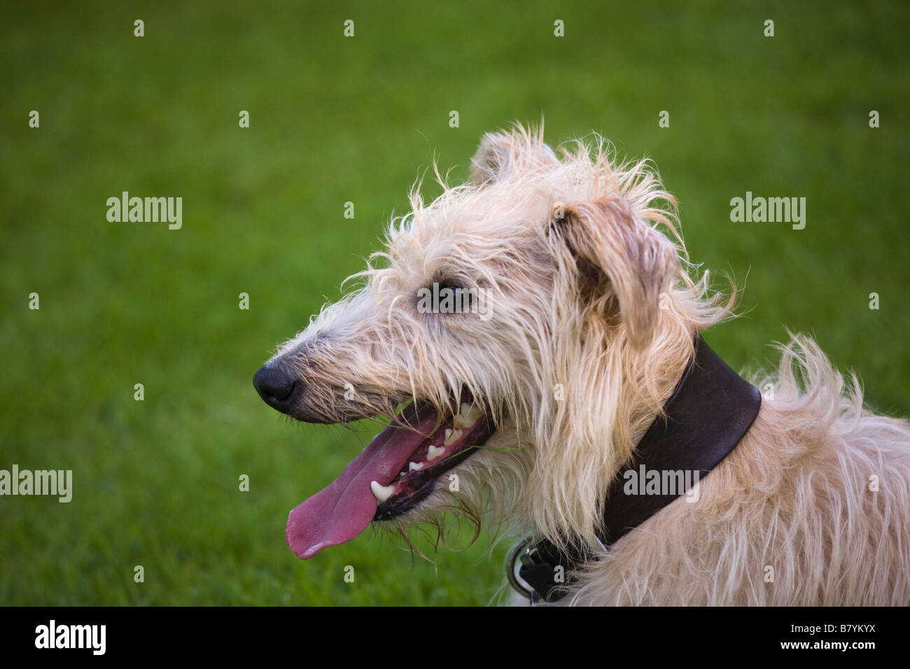 Lurcher dog head hi-res stock photography and images - Alamy