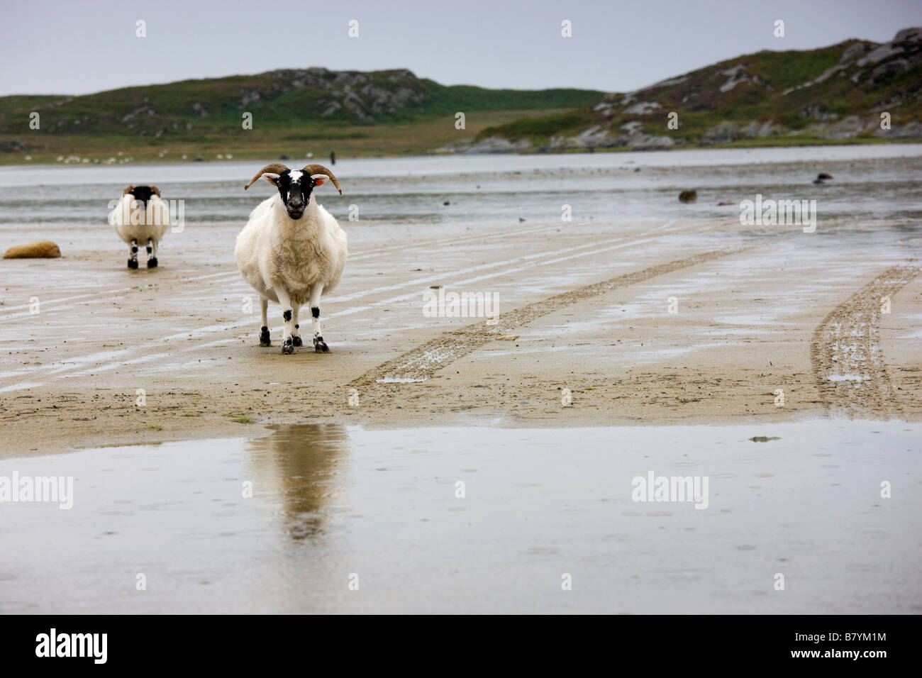 Horned sheep on the beach, Colonsay, Scotland Stock Photo - Alamy