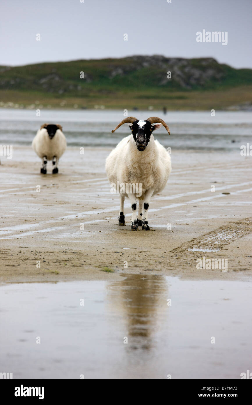 Sheep on the beach, Colonsay, Scotland Stock Photo - Alamy