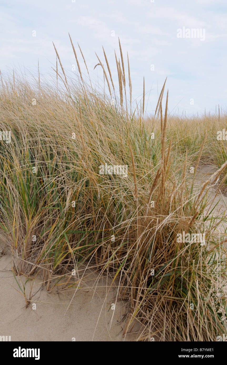 Sand dunes on cape cod hi-res stock photography and images - Alamy