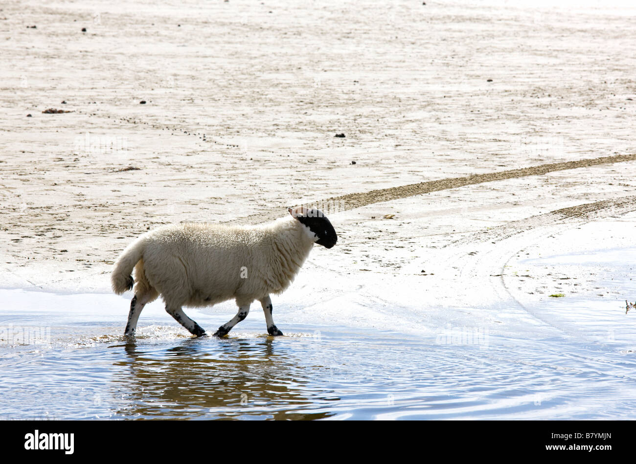 Druminant hi-res stock photography and images - Alamy