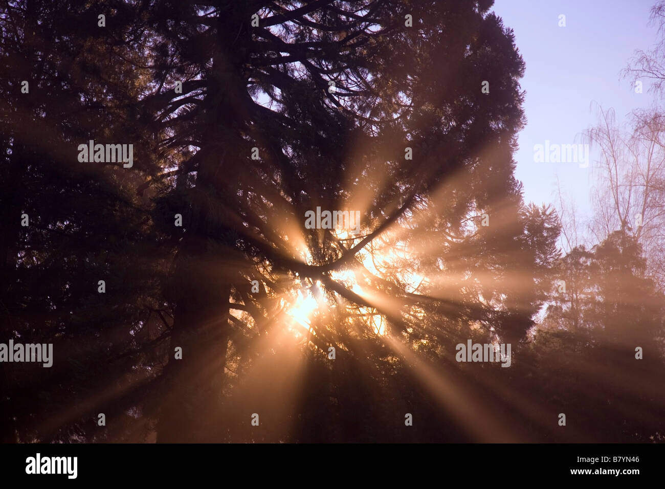 Sunrays through trees Stock Photo - Alamy