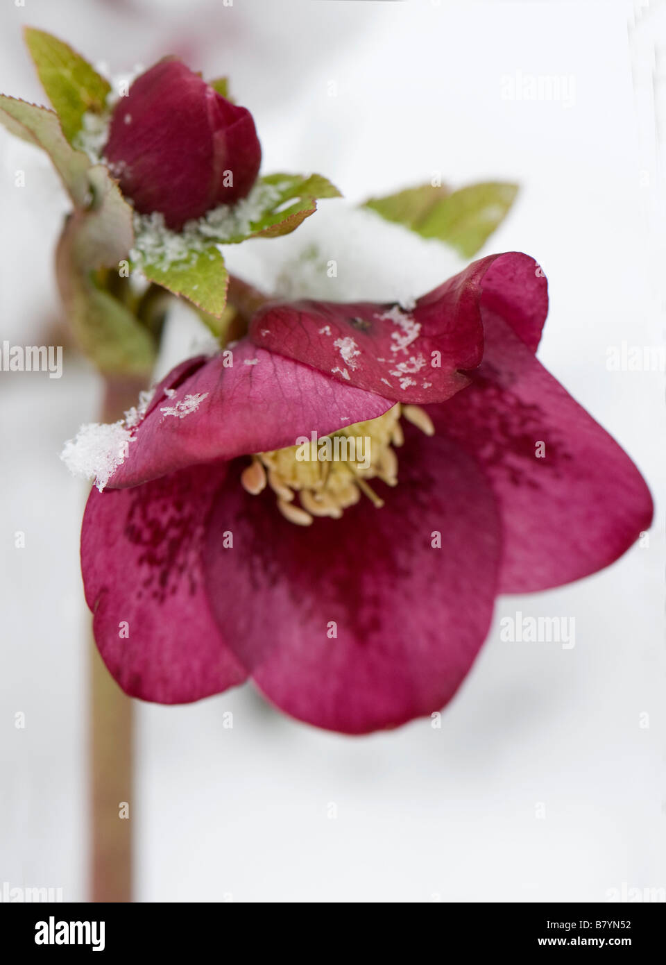 Snow covered hellebore Stock Photo - Alamy