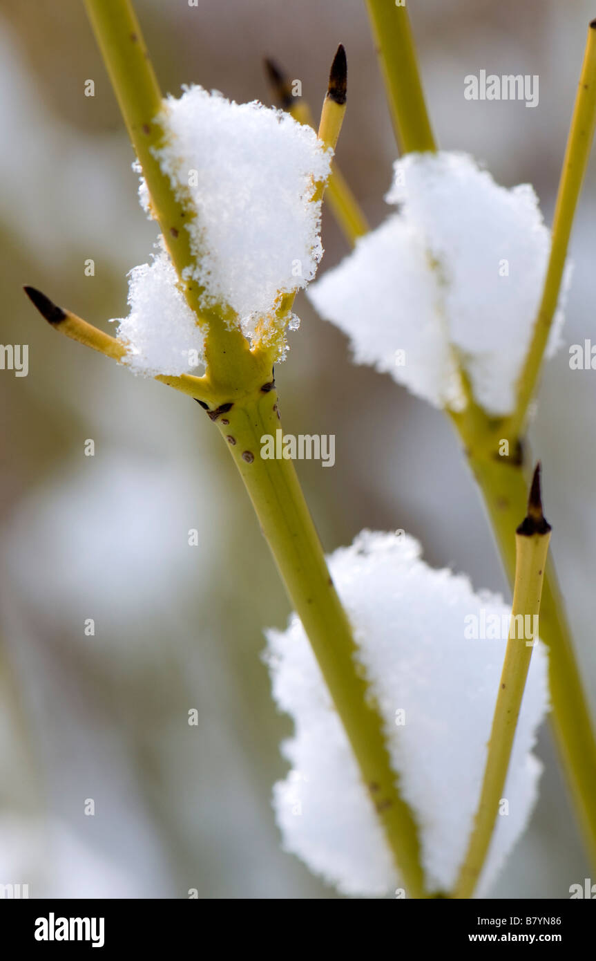 Cornus stolonifera hi-res stock photography and images - Alamy