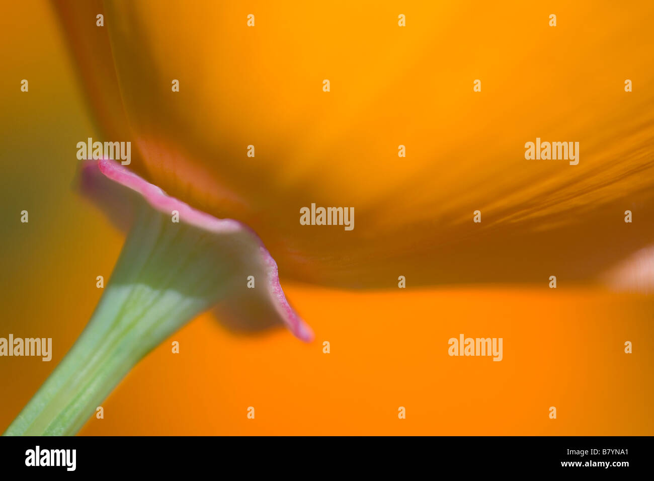 Poppy close ups hi-res stock photography and images - Alamy