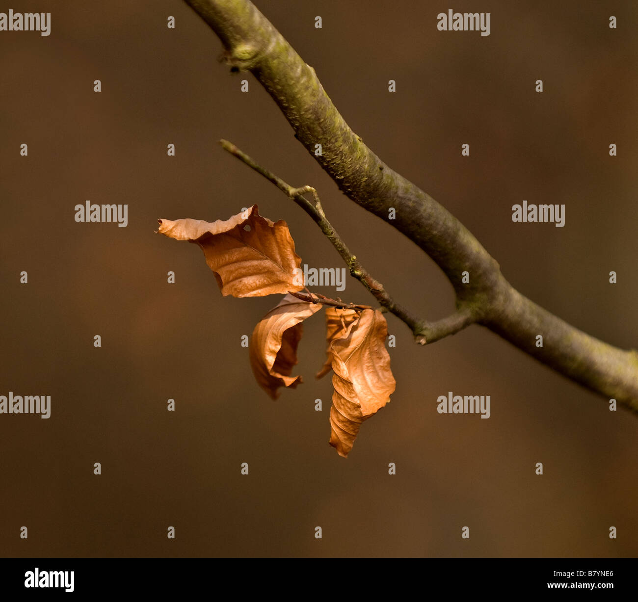 Beech tree leaves in Autumn Stock Photo - Alamy