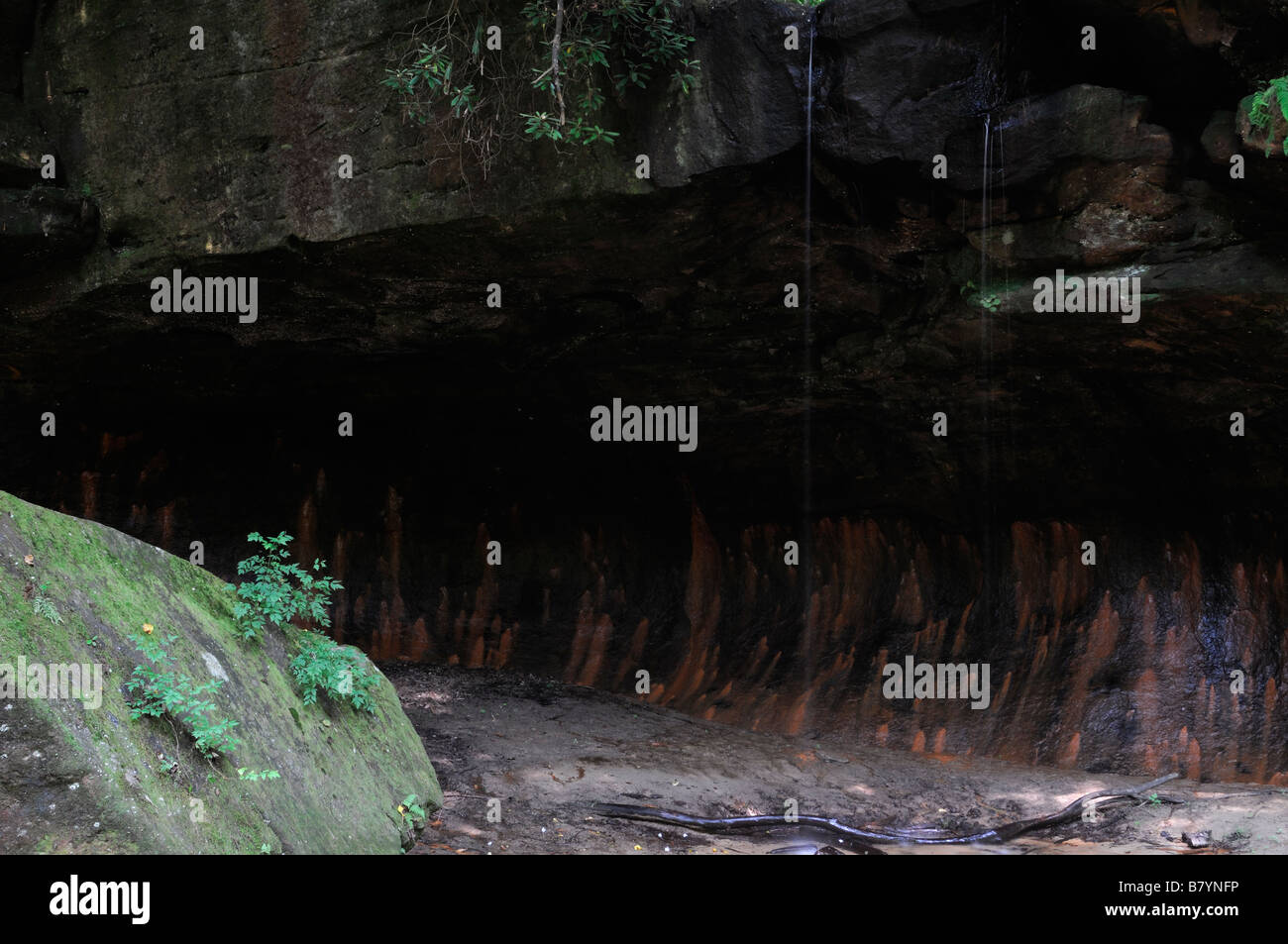 dry river bed carved channel curve Clifty Wilderness Red River Gorge ...