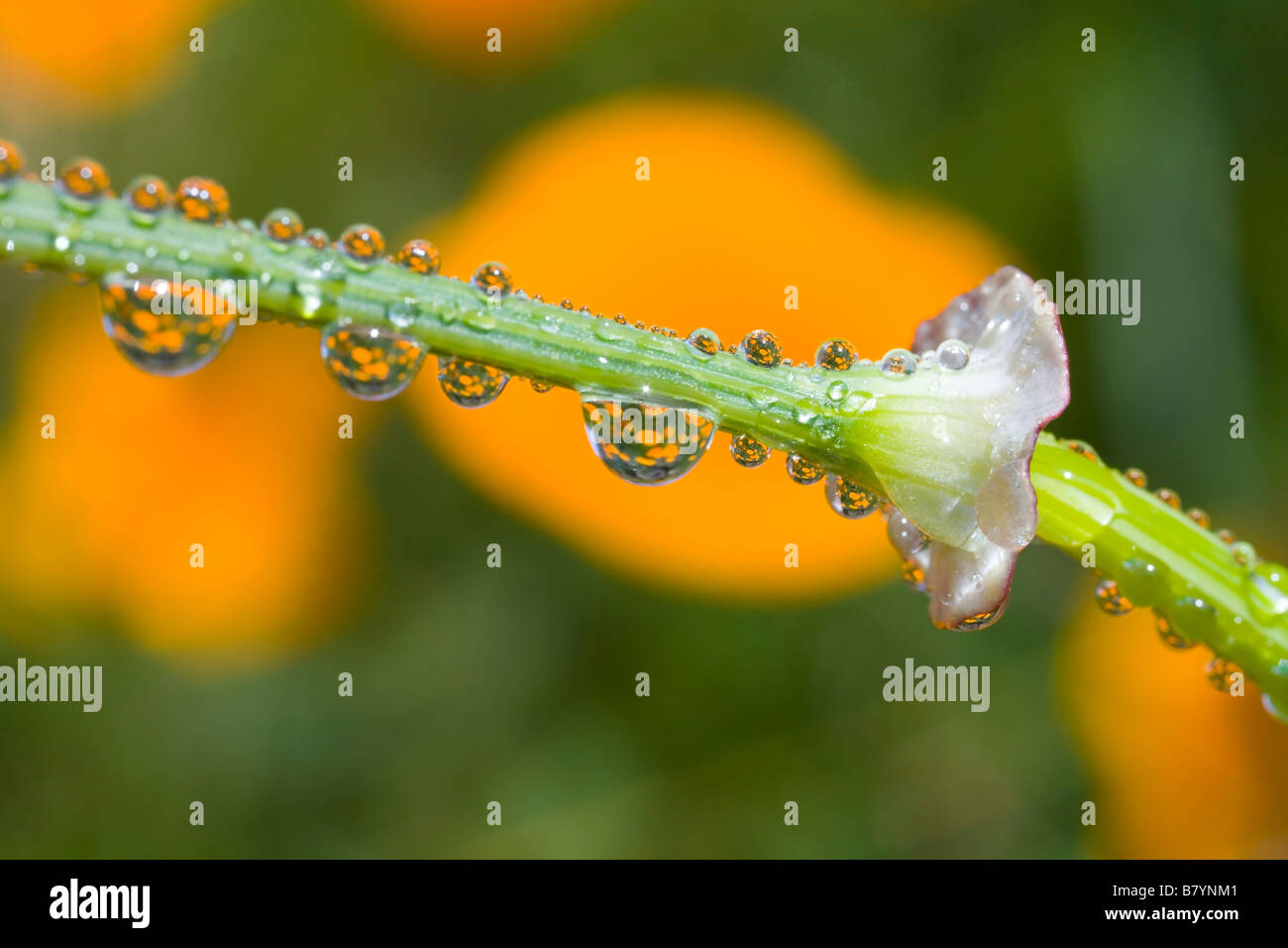 Closeup of water droplets on a poppy flower Stock Photo - Alamy