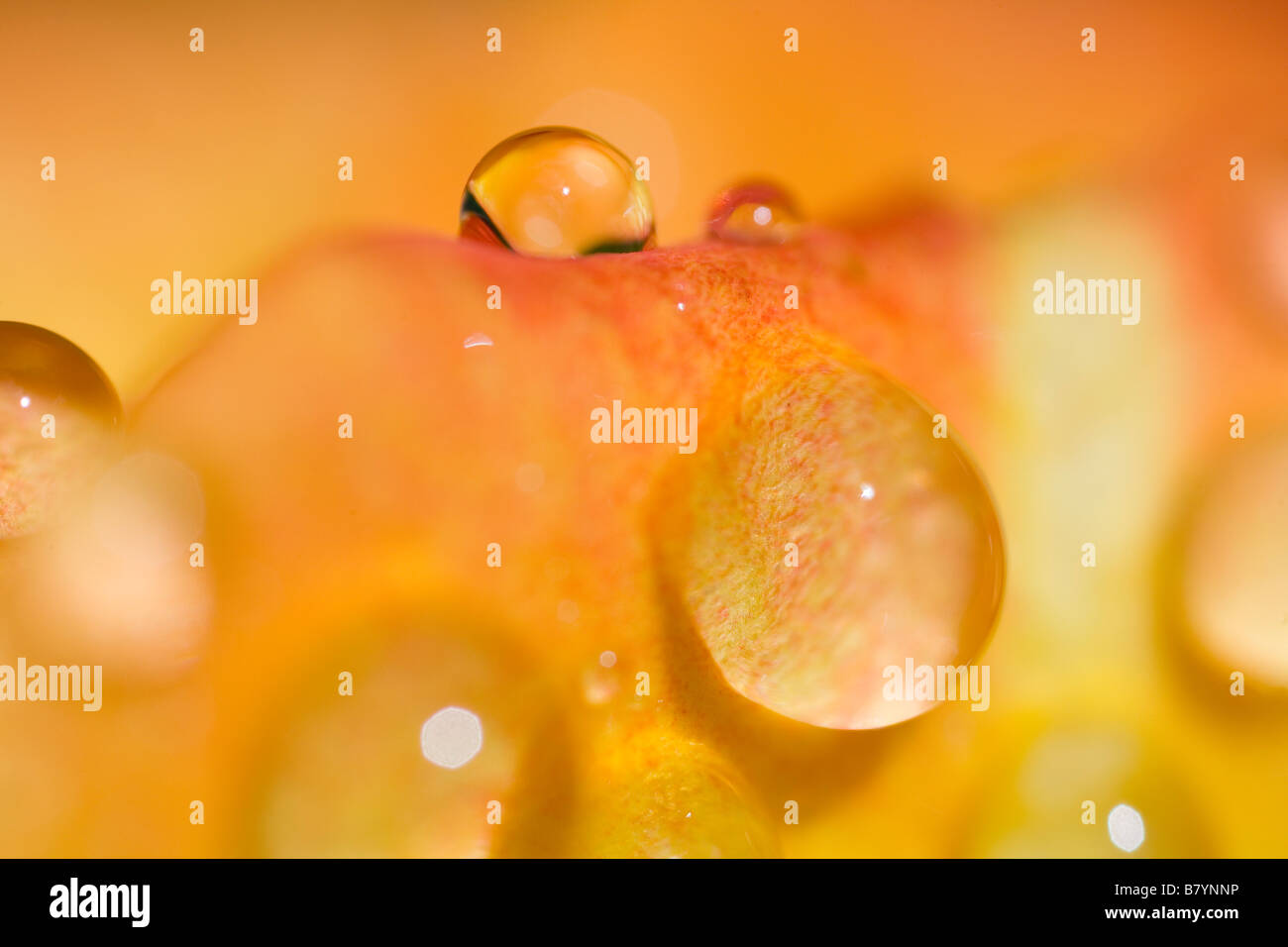 Close up, dew drops Stock Photo - Alamy