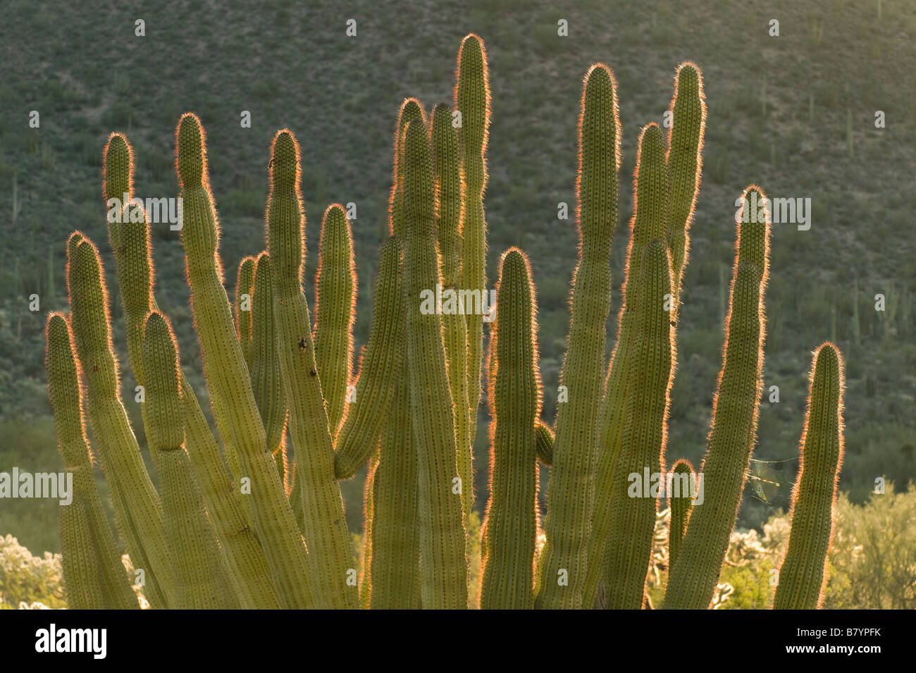 Organ Pipe Cactus (Stenocereus thurberi) Organ Pipe National Monument ...