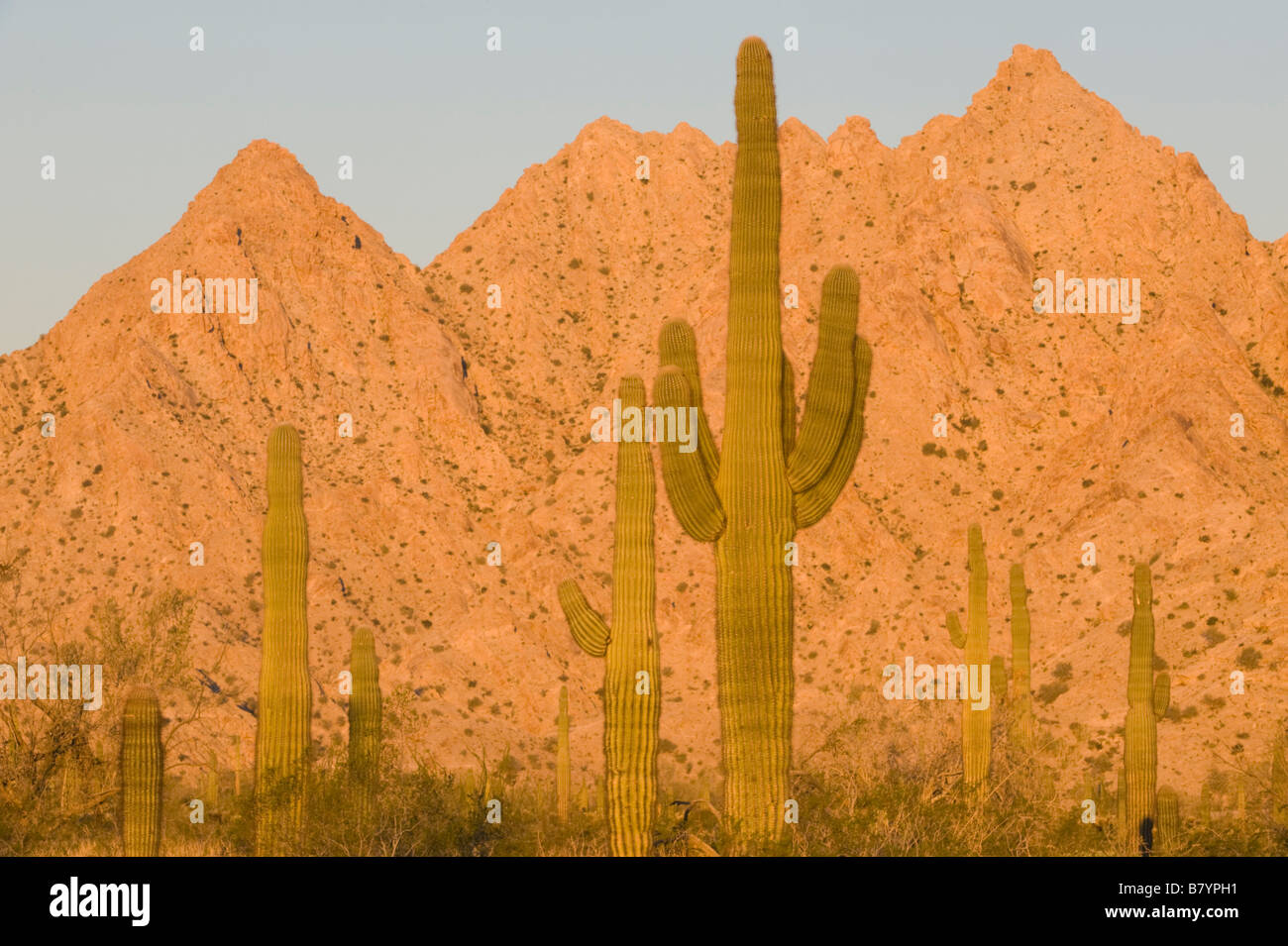 Saguaro cacti sonoran desert arizona hi-res stock photography and ...