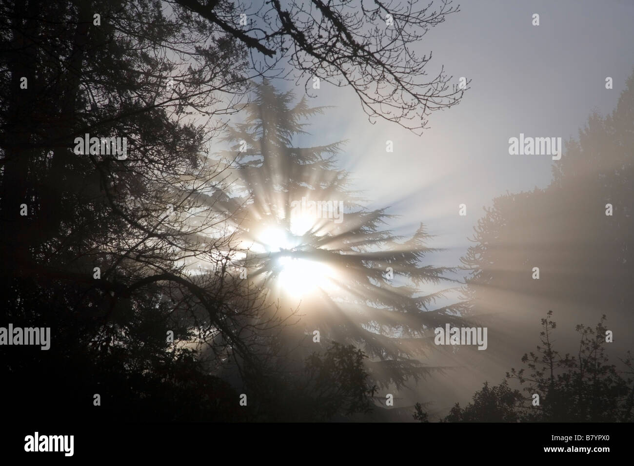 Sun shining through the trees and fog Stock Photo - Alamy