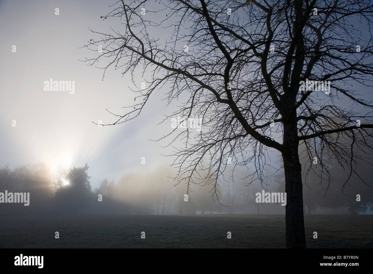 Flare flares fog hi-res stock photography and images - Alamy