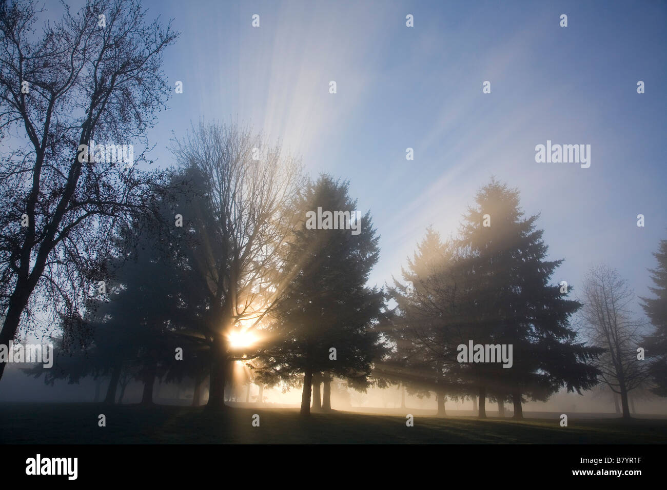 Sunray through trees and fog Stock Photo - Alamy
