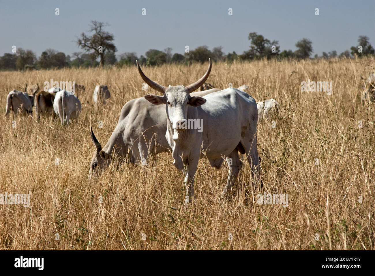 Boran cattle hi-res stock photography and images - Alamy