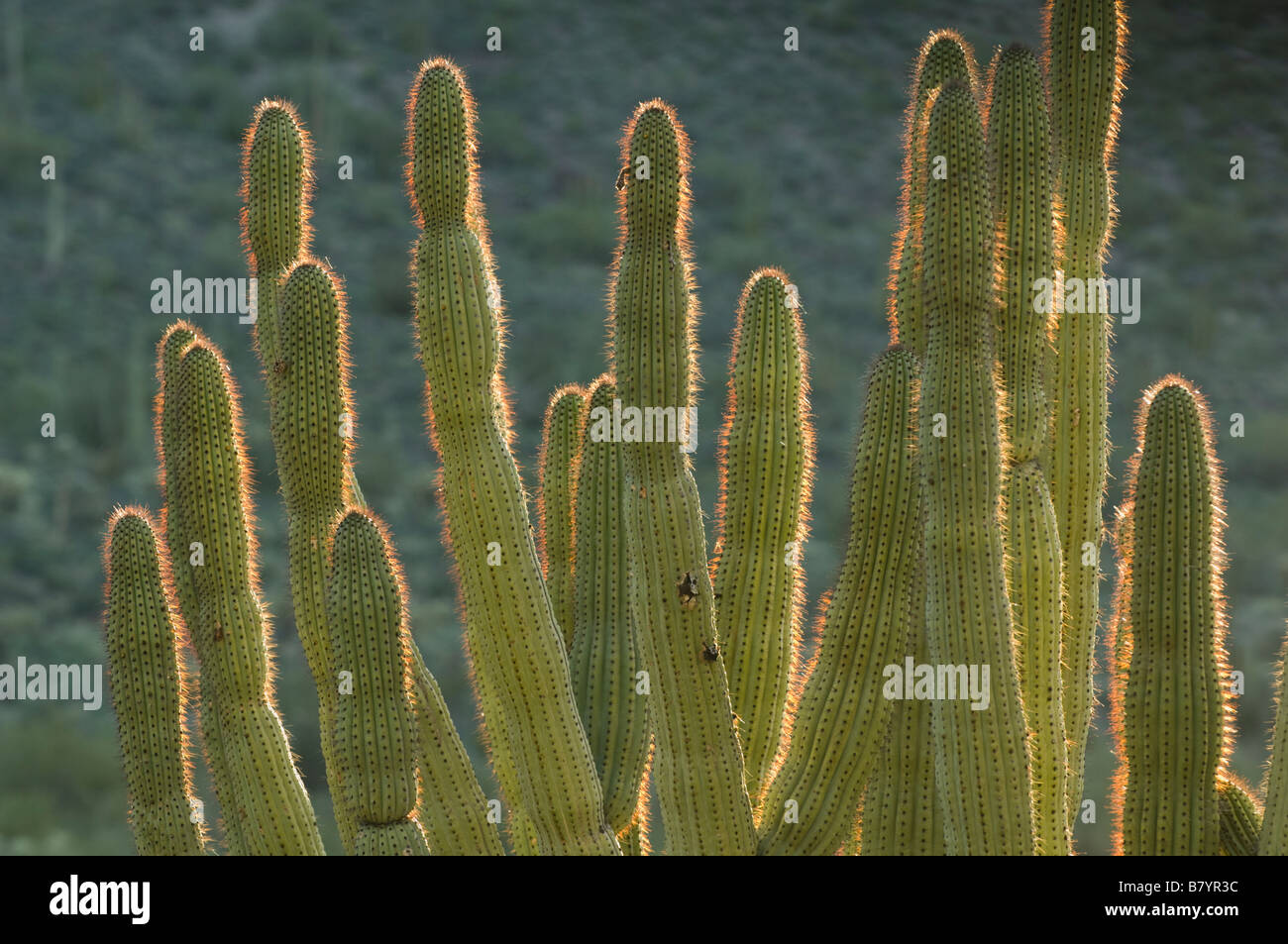 Organ Pipe Cactus (Stenocereus thurberi) Sunrise, Organ Pipe National ...