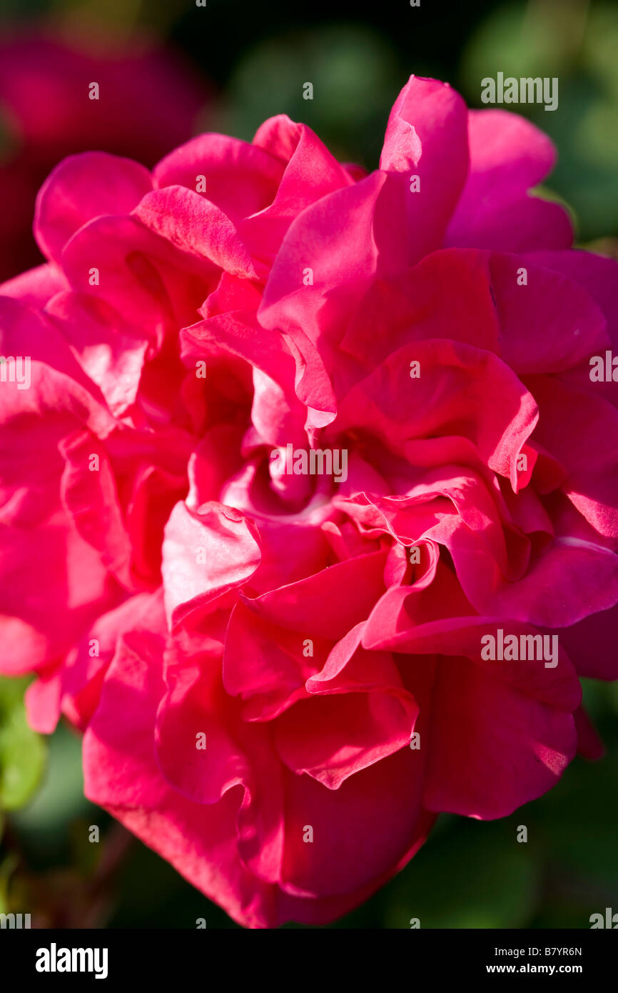 Cerise bouquet hi-res stock photography and images - Alamy