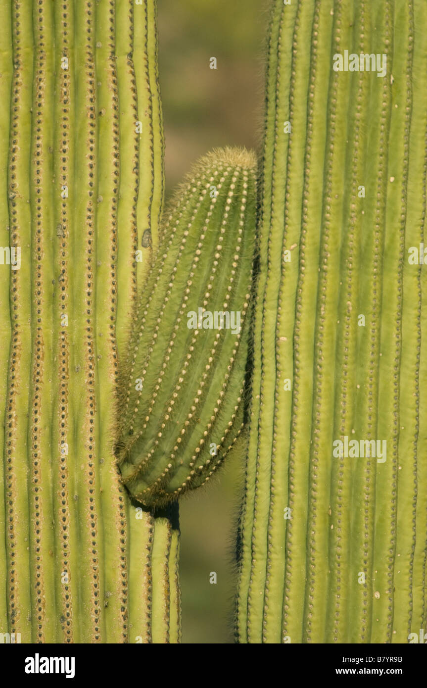 Adaptation Of Cactus