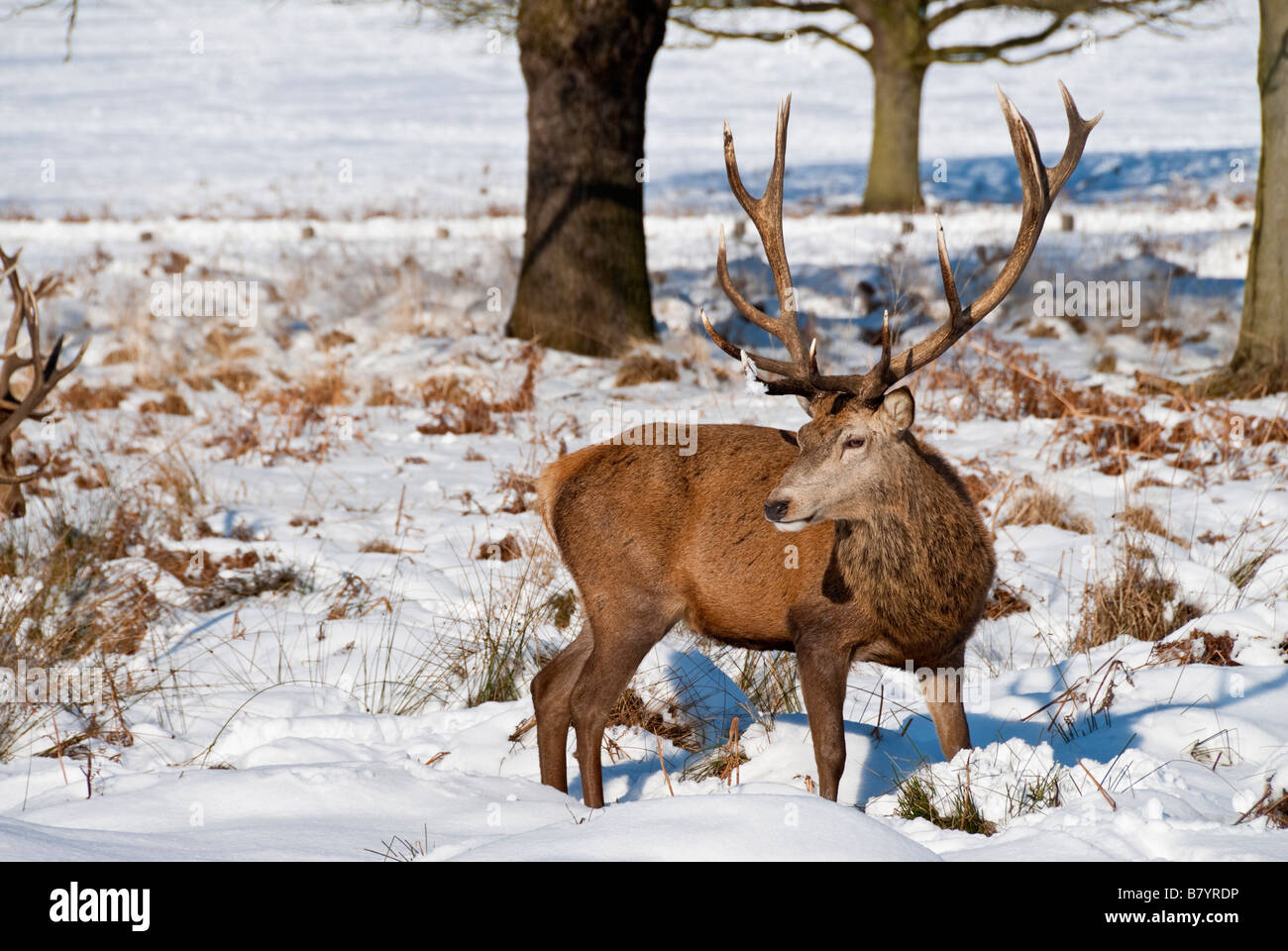 Richmond park winter hi-res stock photography and images - Alamy
