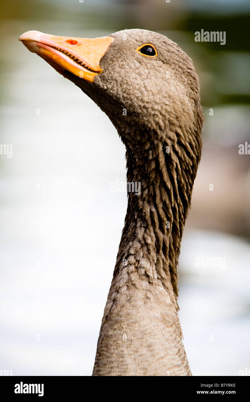 Goose Beak Stock Photos & Goose Beak Stock Images - Alamy